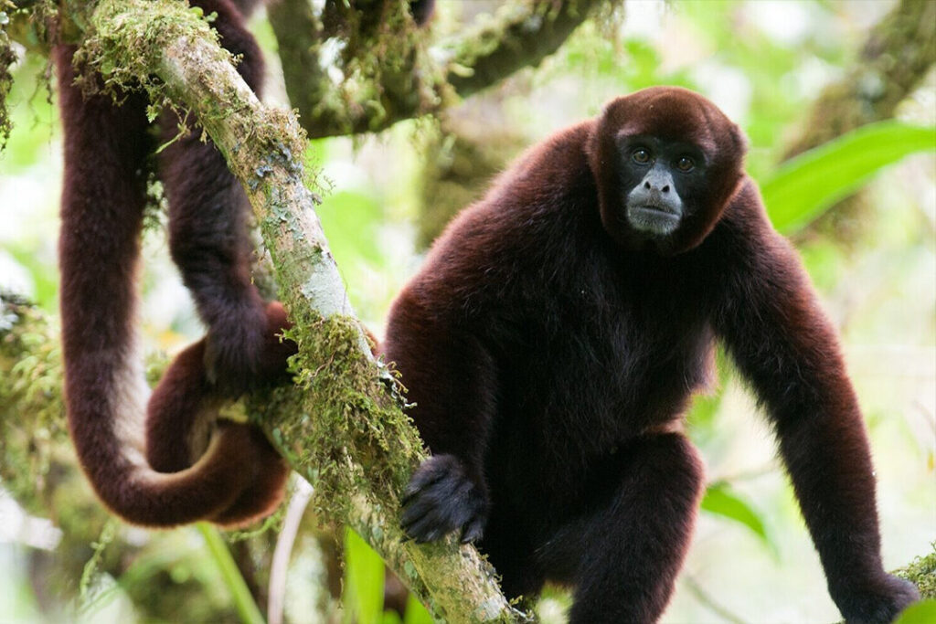 Especies en peligro de extinción en Perú - Diario La Verdad